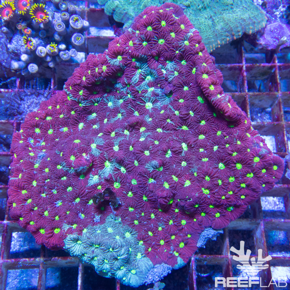 Favites spp "War Coral" XL | ReefLab