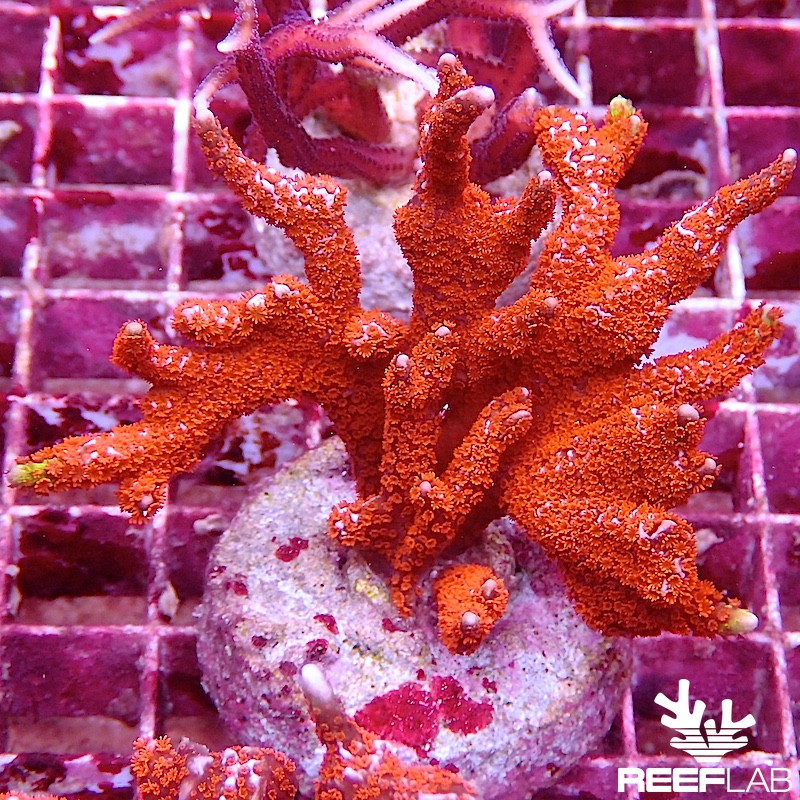 Montipora samarensis | ReefLab