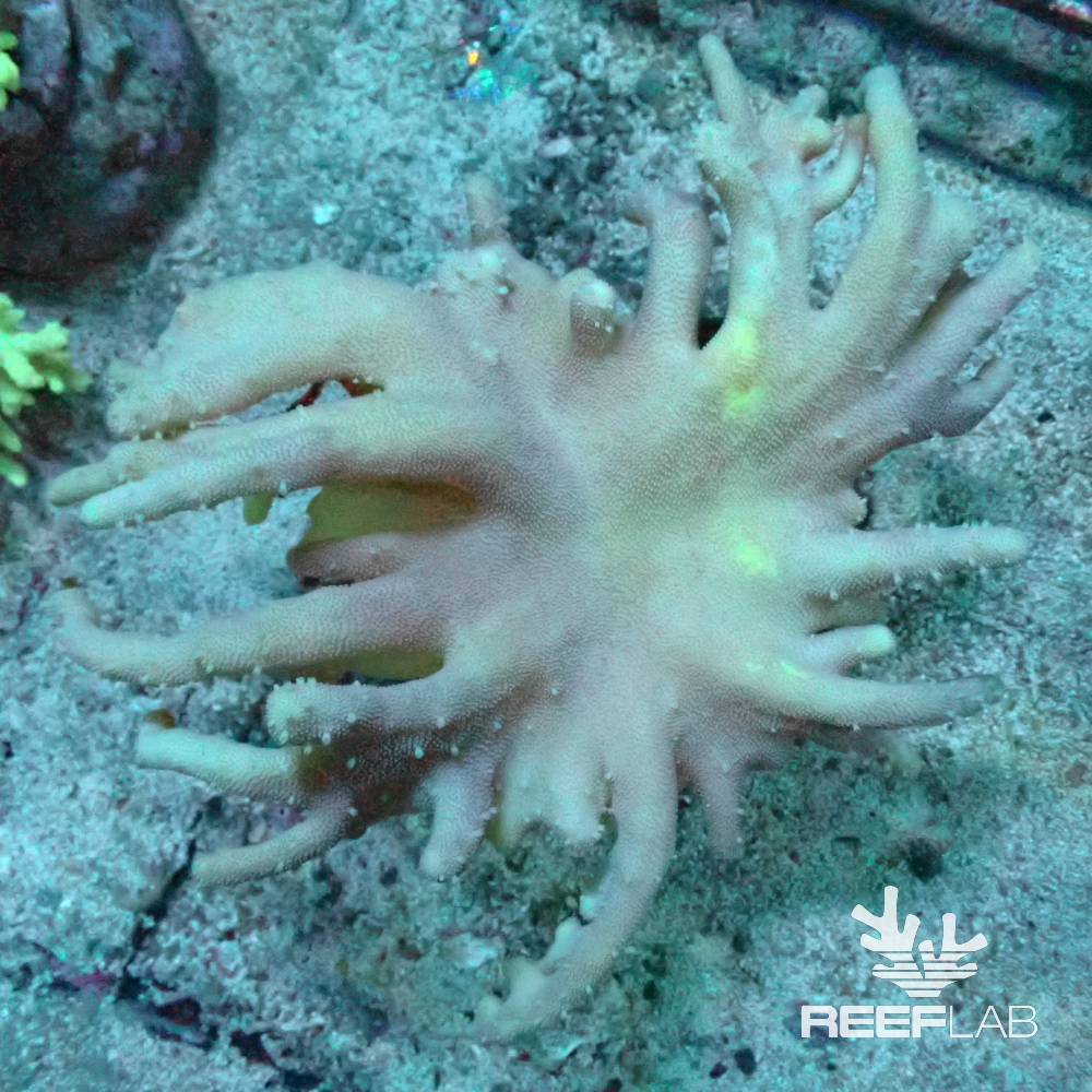 Soft - ReefLab