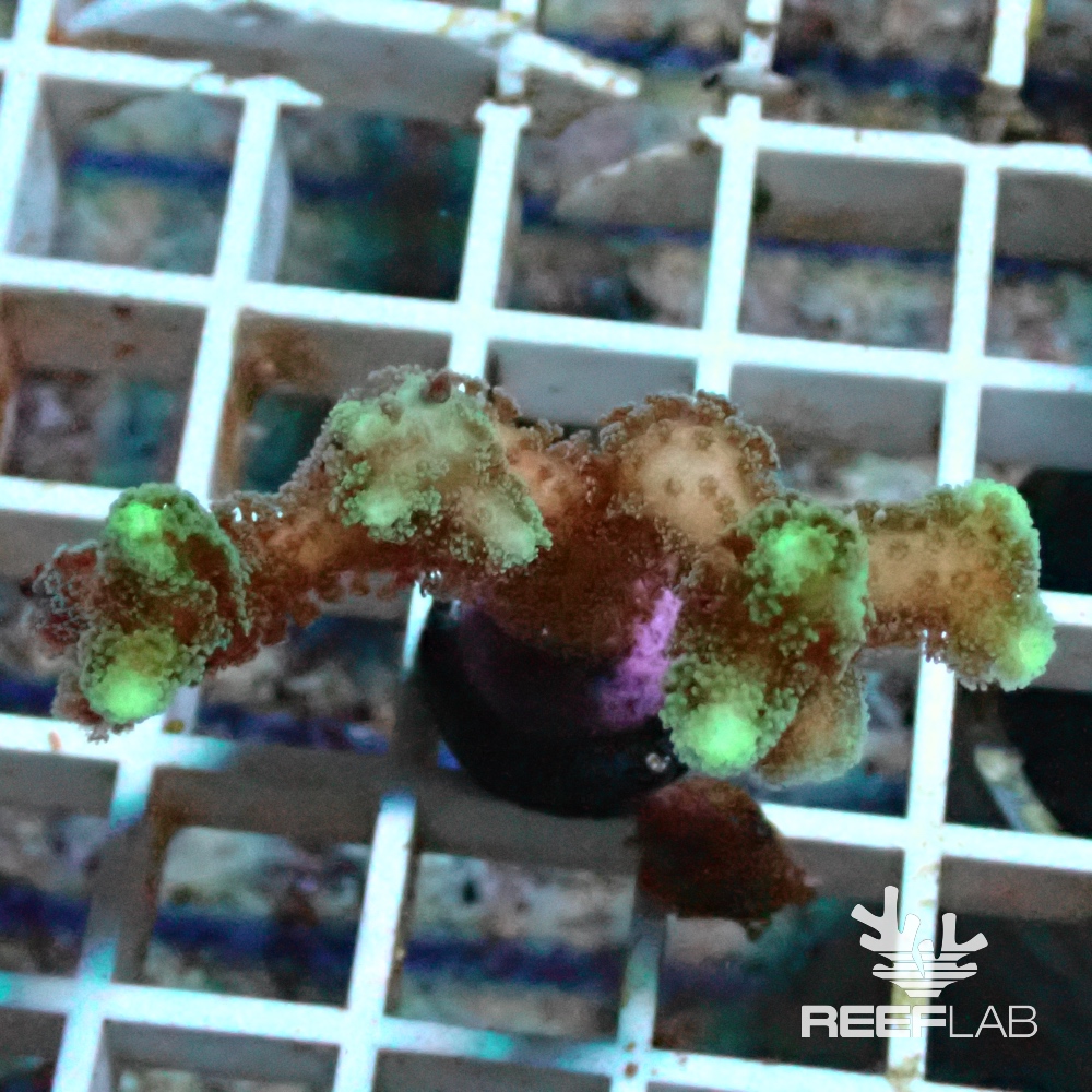 Seriatopora caliendrum | ReefLab