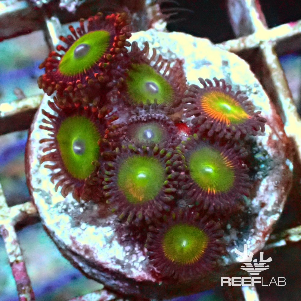 Zoanthus spp | ReefLab