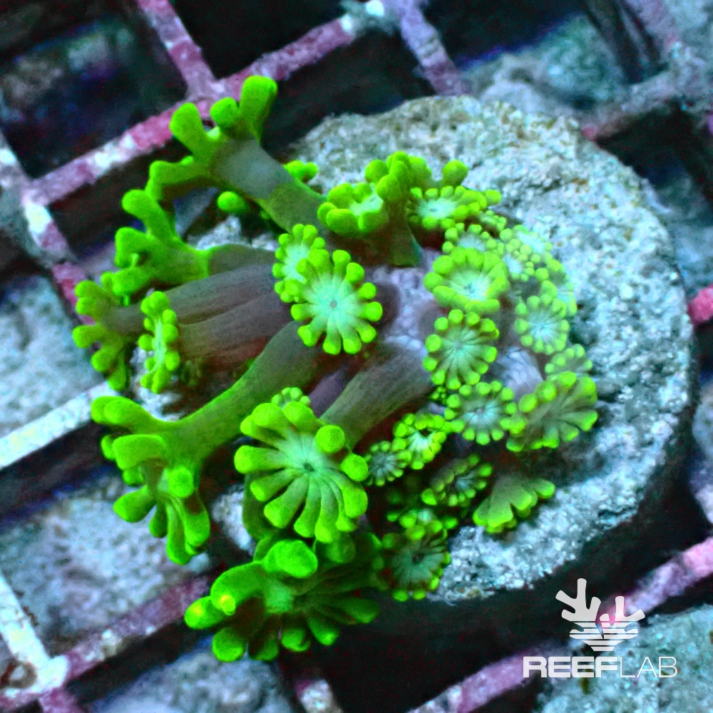 Alveopora spp | ReefLab