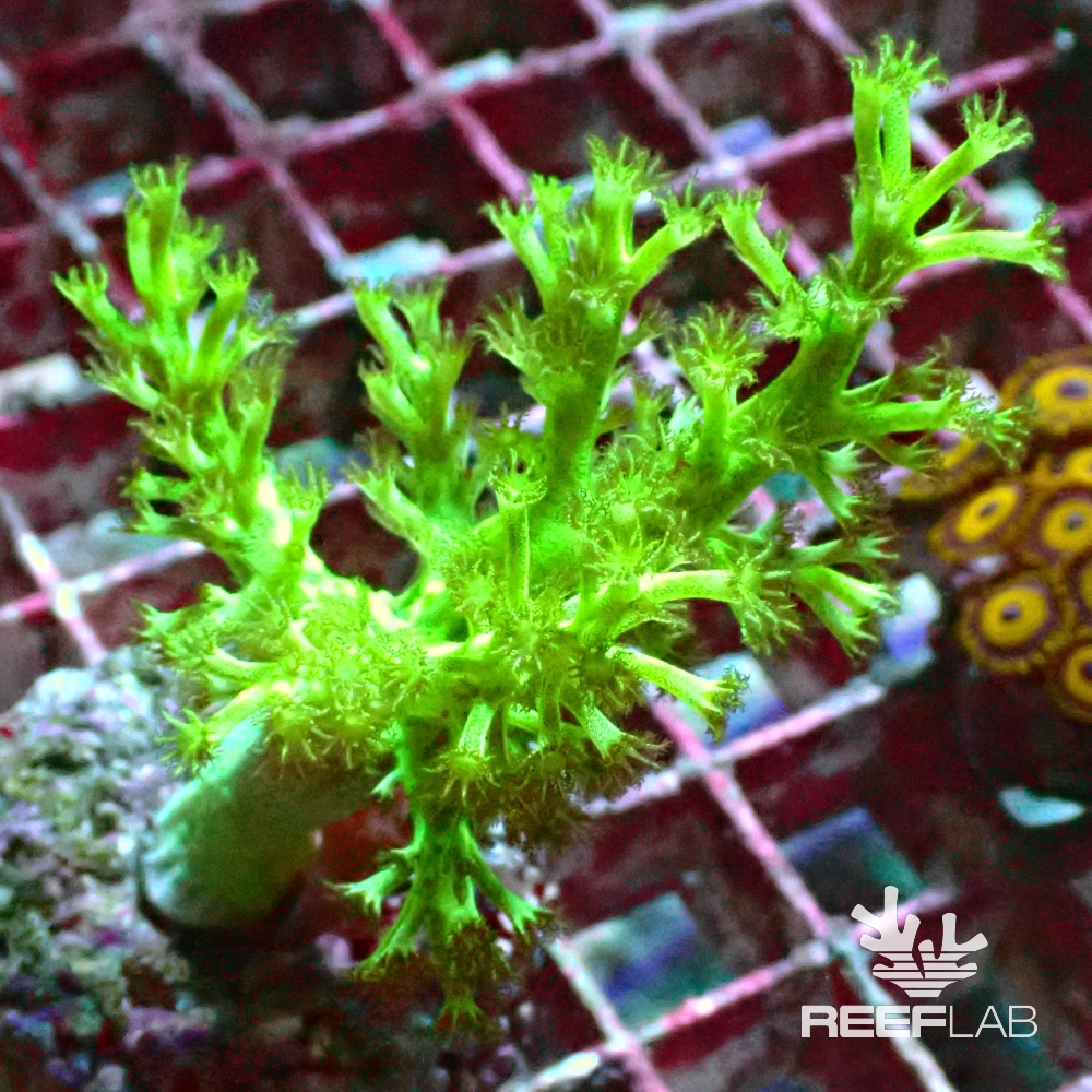 Capnella spp "Kenya Tree Shocking green" | ReefLab