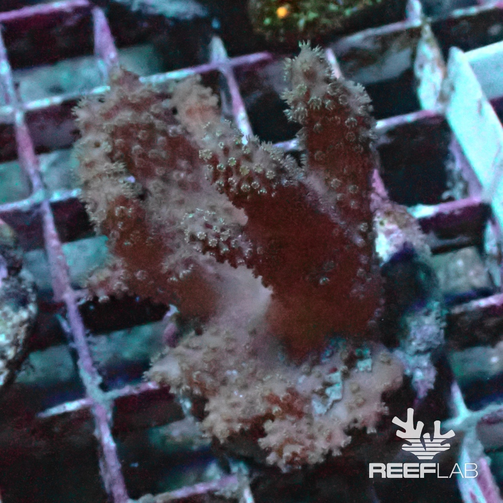 Soft - ReefLab