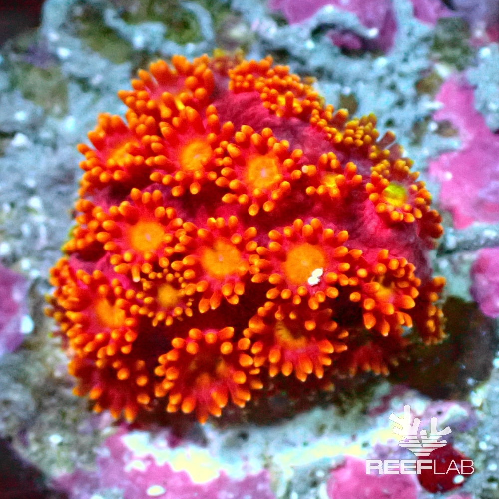Goniopora spp | ReefLab