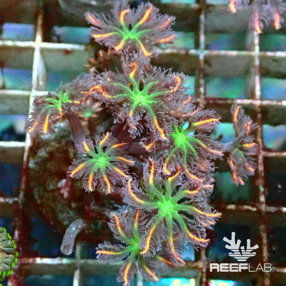 Clavularia spp "tricolor" | ReefLab