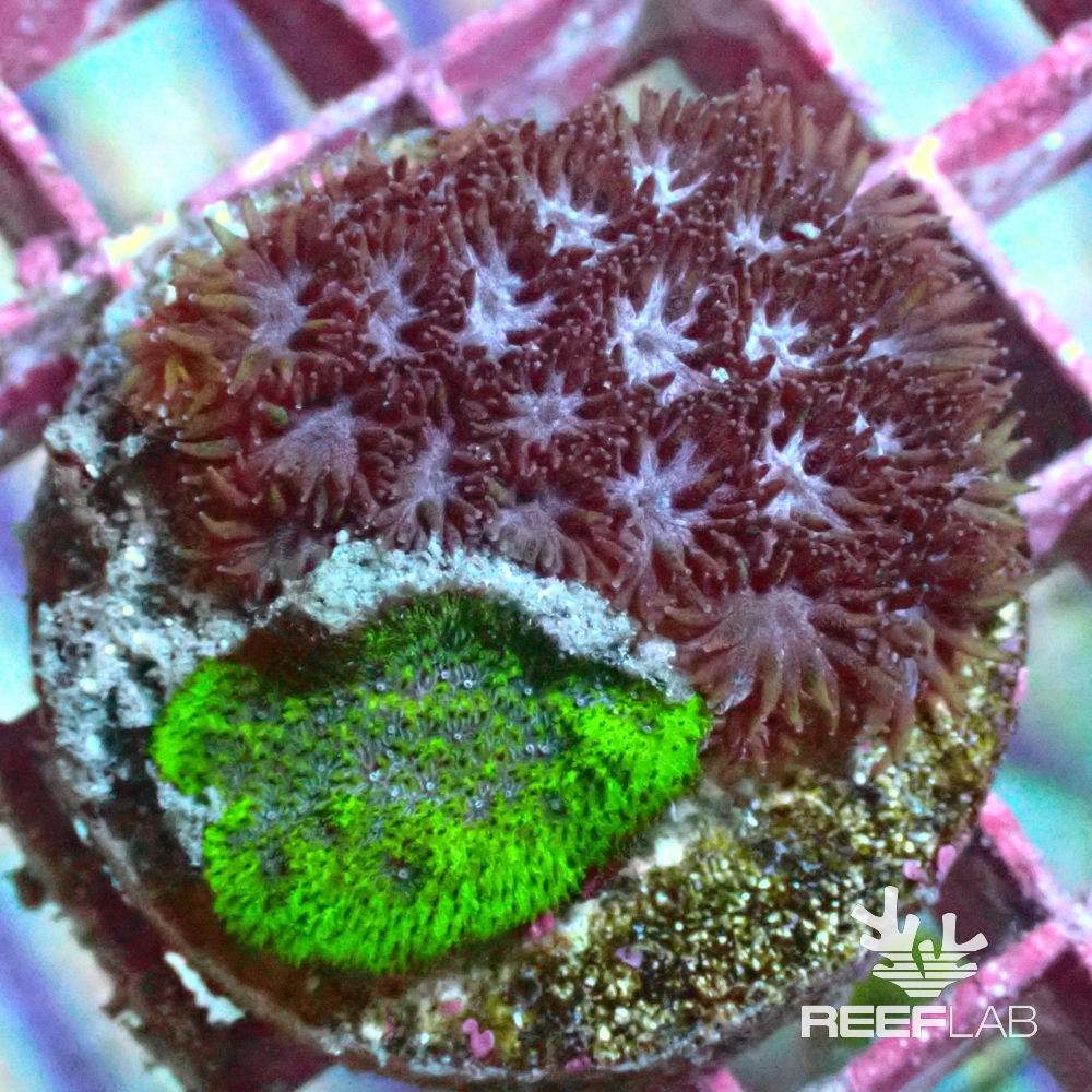 Leptastrea spp & Leptoseris spp | ReefLab