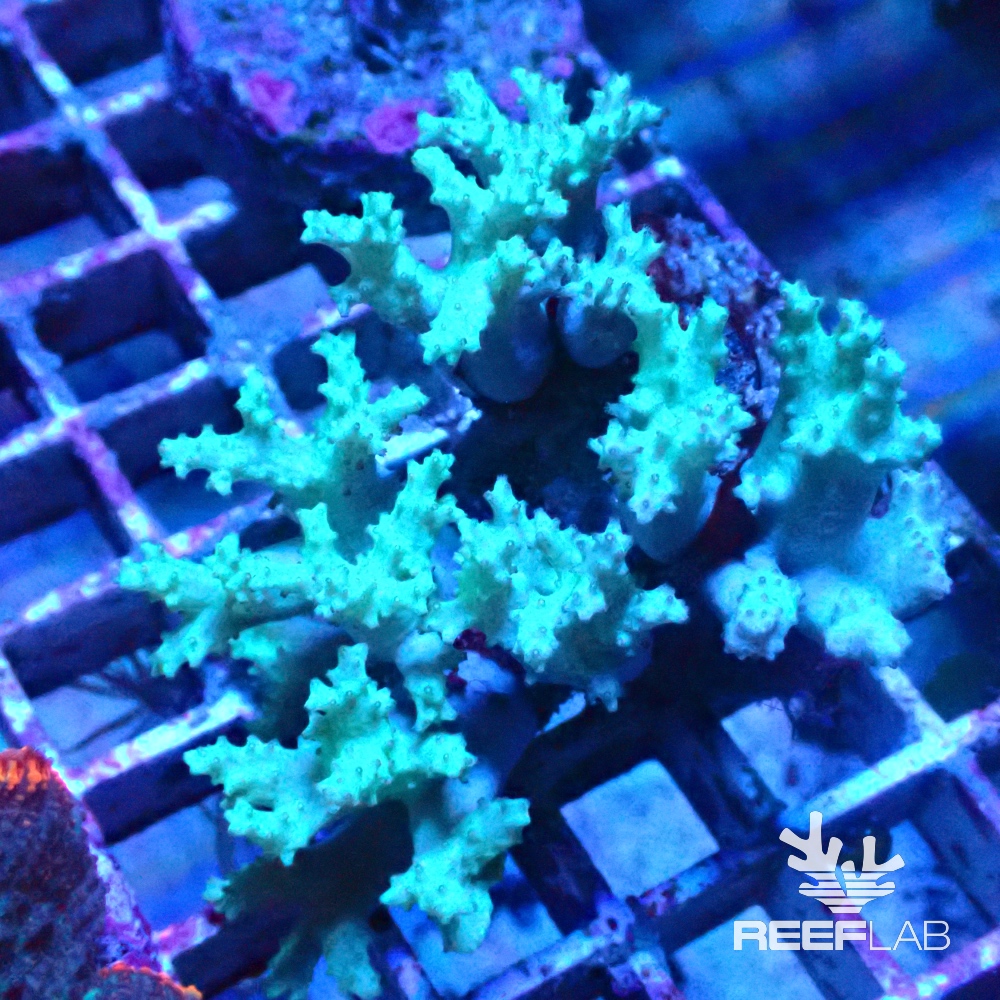 Sinularia spp | ReefLab