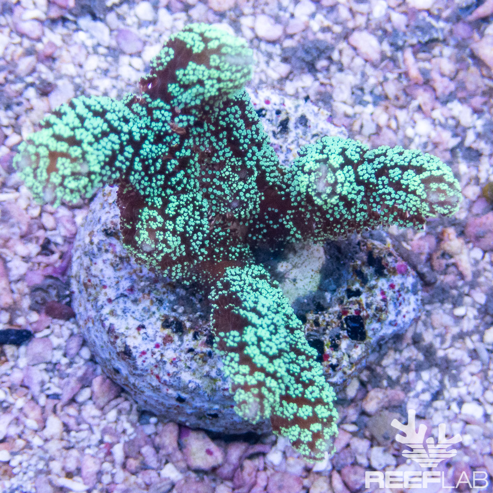 Seriatopora caliendrum "shocking green" | ReefLab