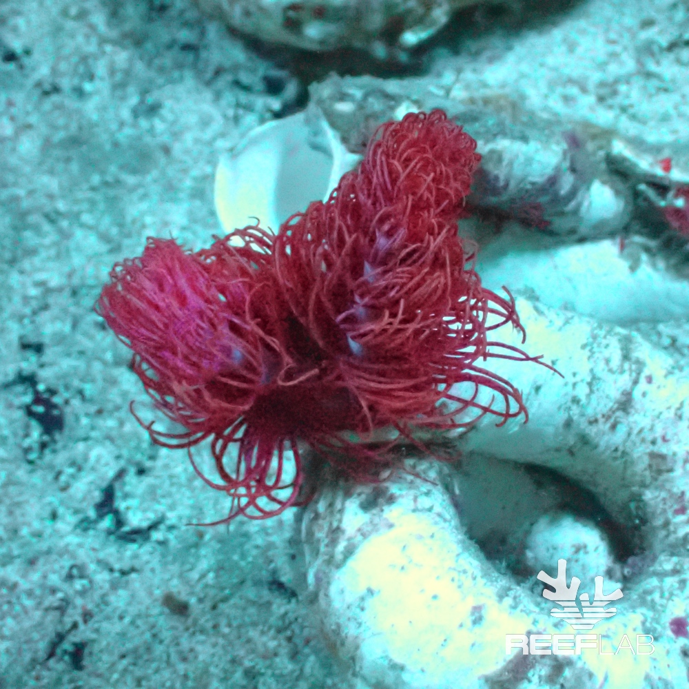Protula bispiralis "Super Red" | ReefLab