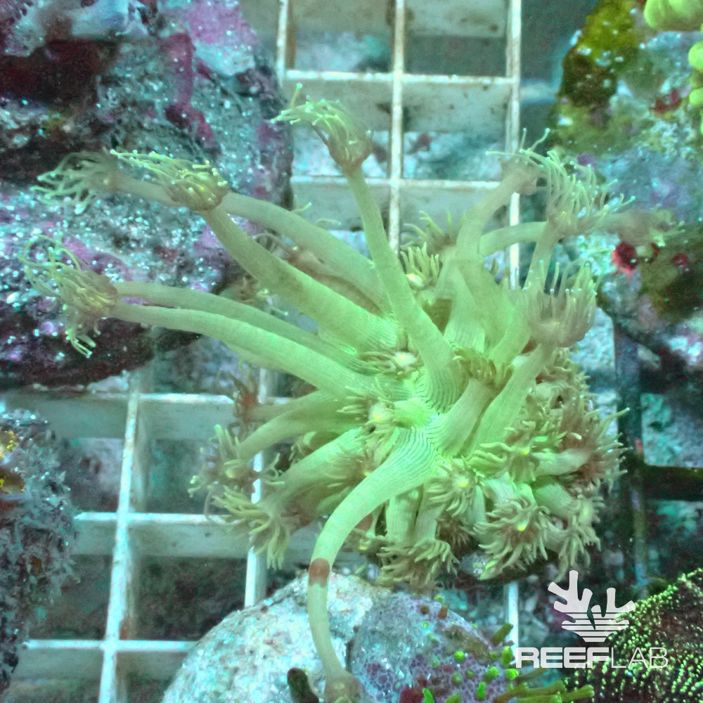 Goniopora spp | ReefLab
