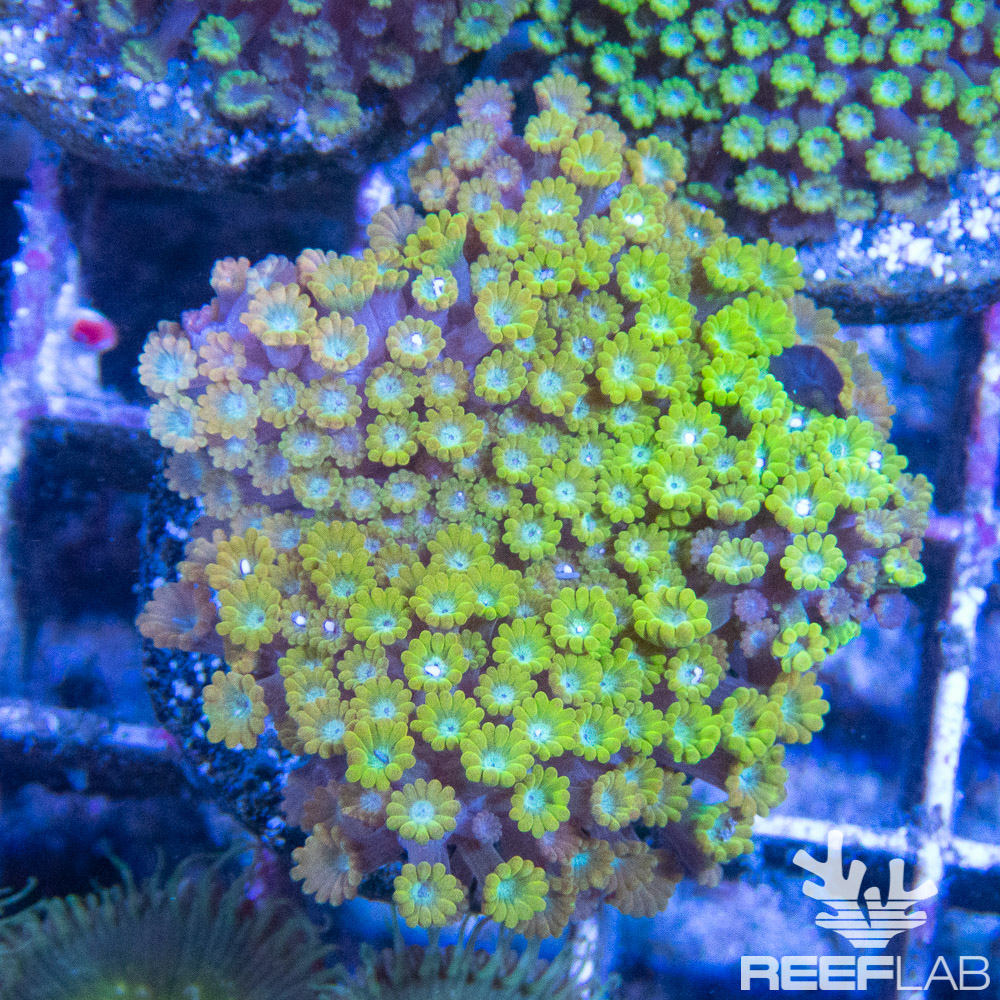 Alveopora spp | ReefLab