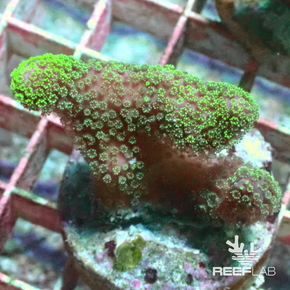 Stylophora pistillata | ReefLab