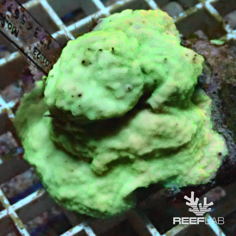 Montipora spp | ReefLab