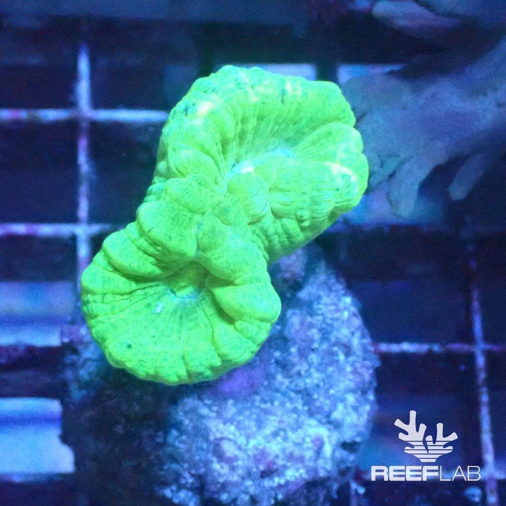 Caulastrea spp "shocking green" | ReefLab