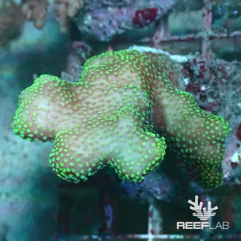 Stylophora pistillata | ReefLab
