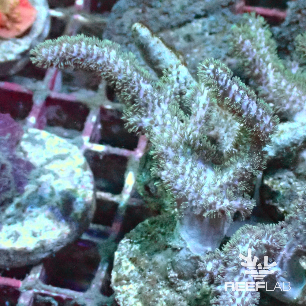 Sinularia spp | ReefLab