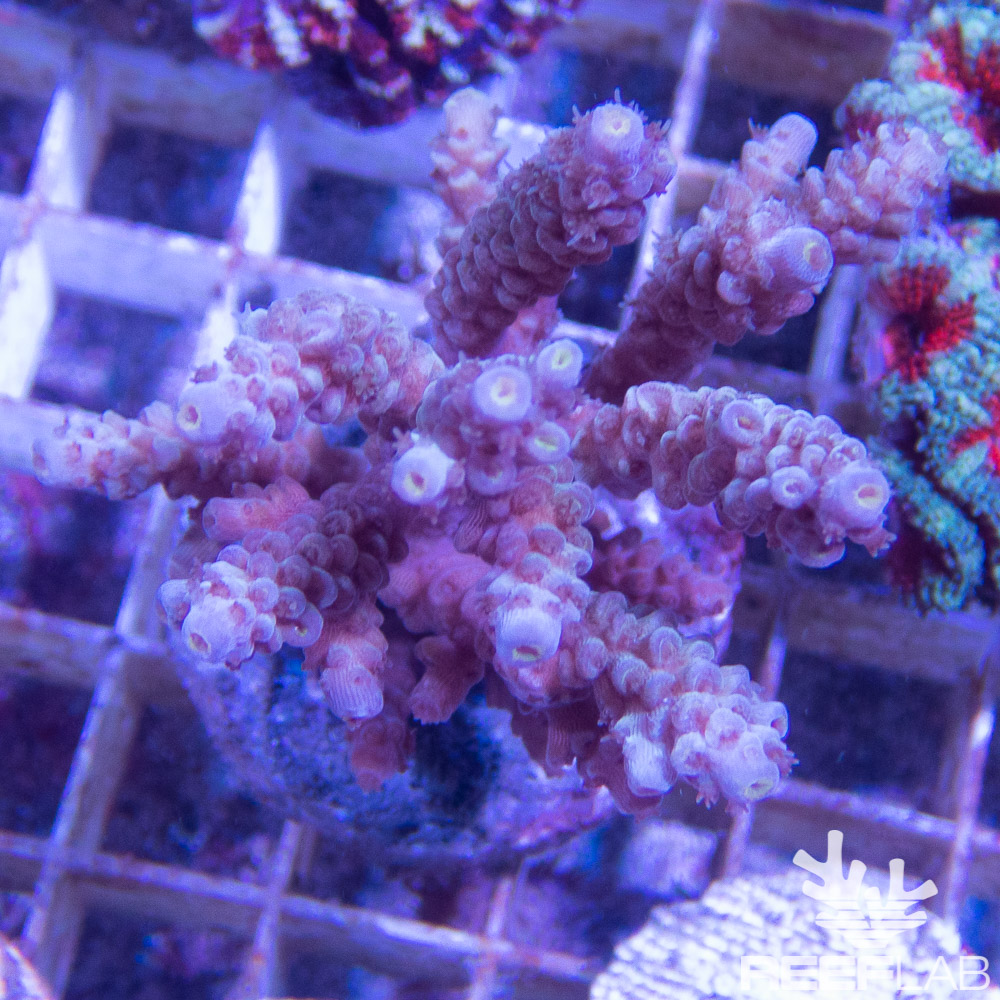 Acropora tenuis | ReefLab