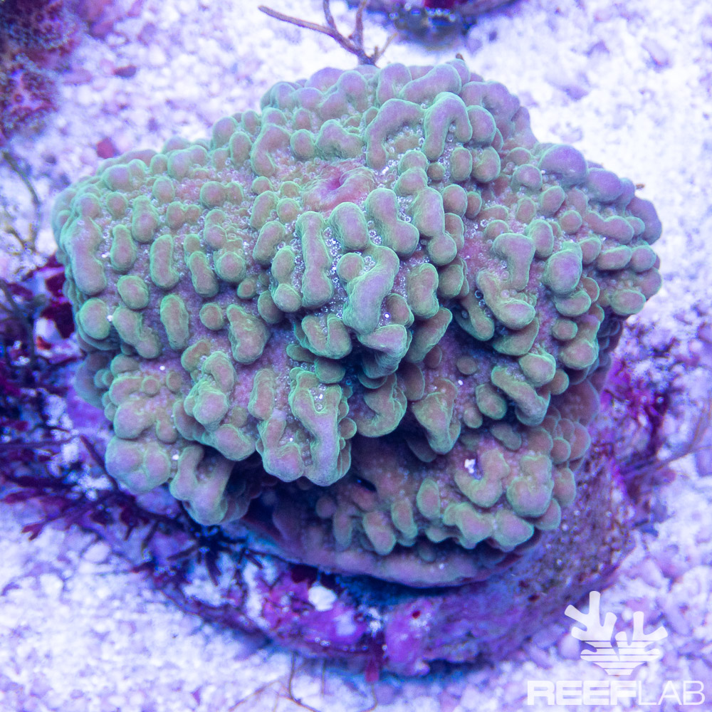 Montipora spp | ReefLab