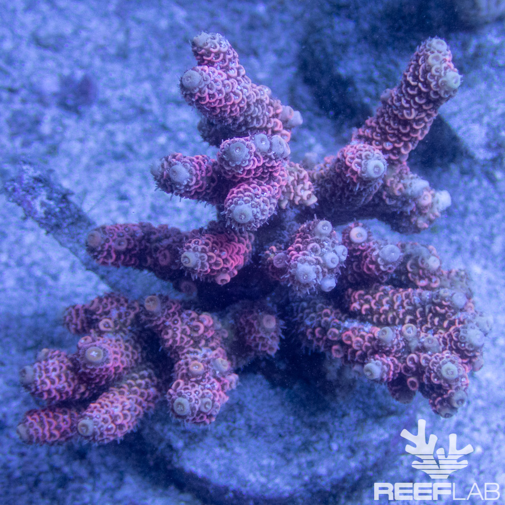 Acropora millepora | ReefLab