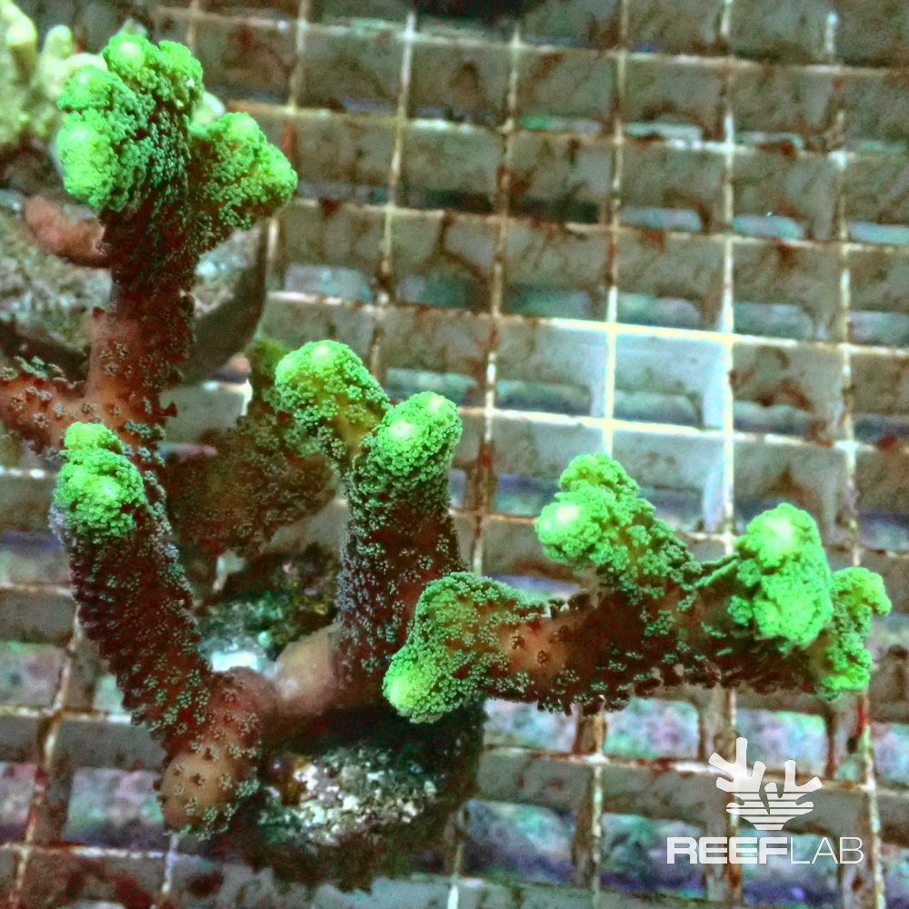 Seriatopora caliendrum | ReefLab