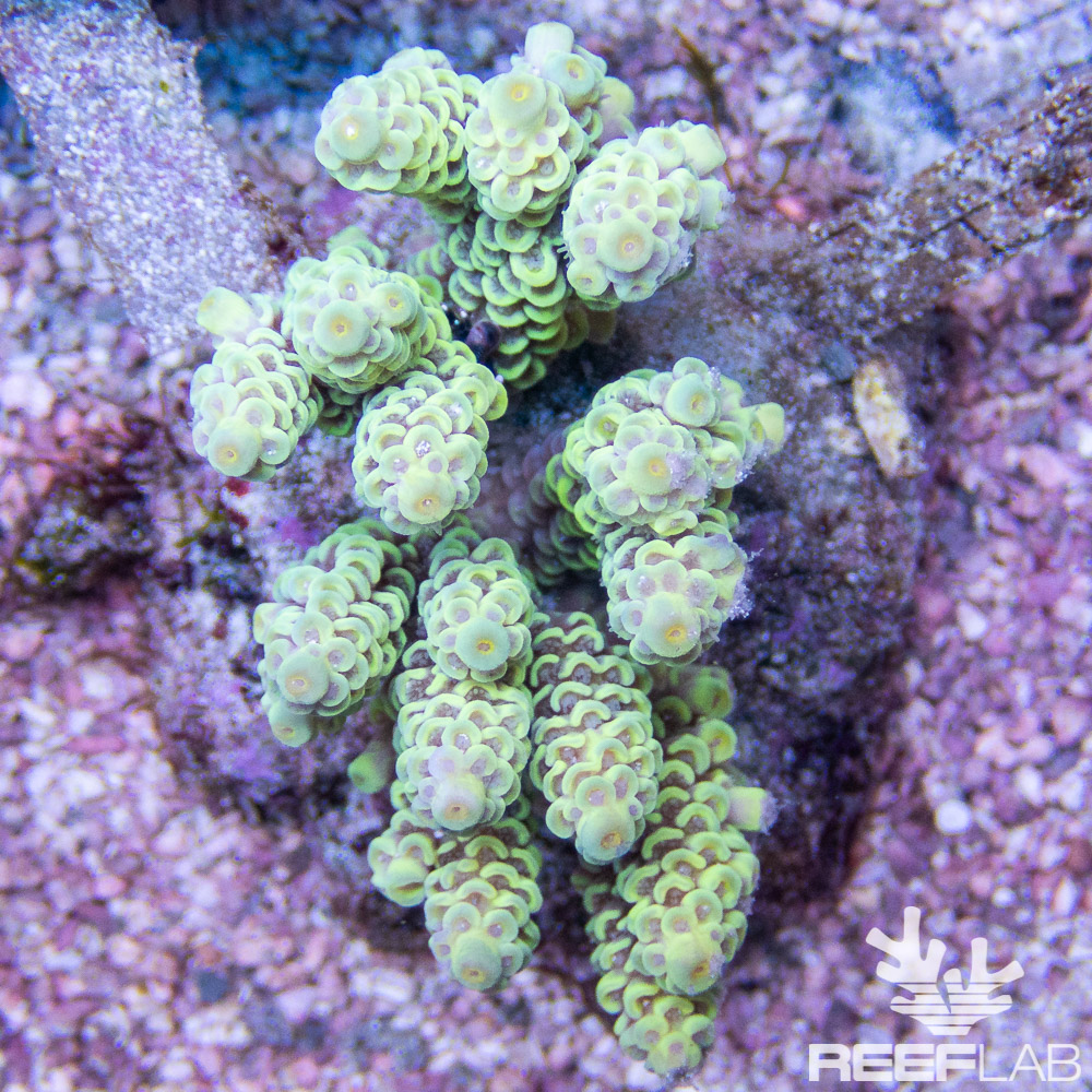 Acropora tenuis | ReefLab