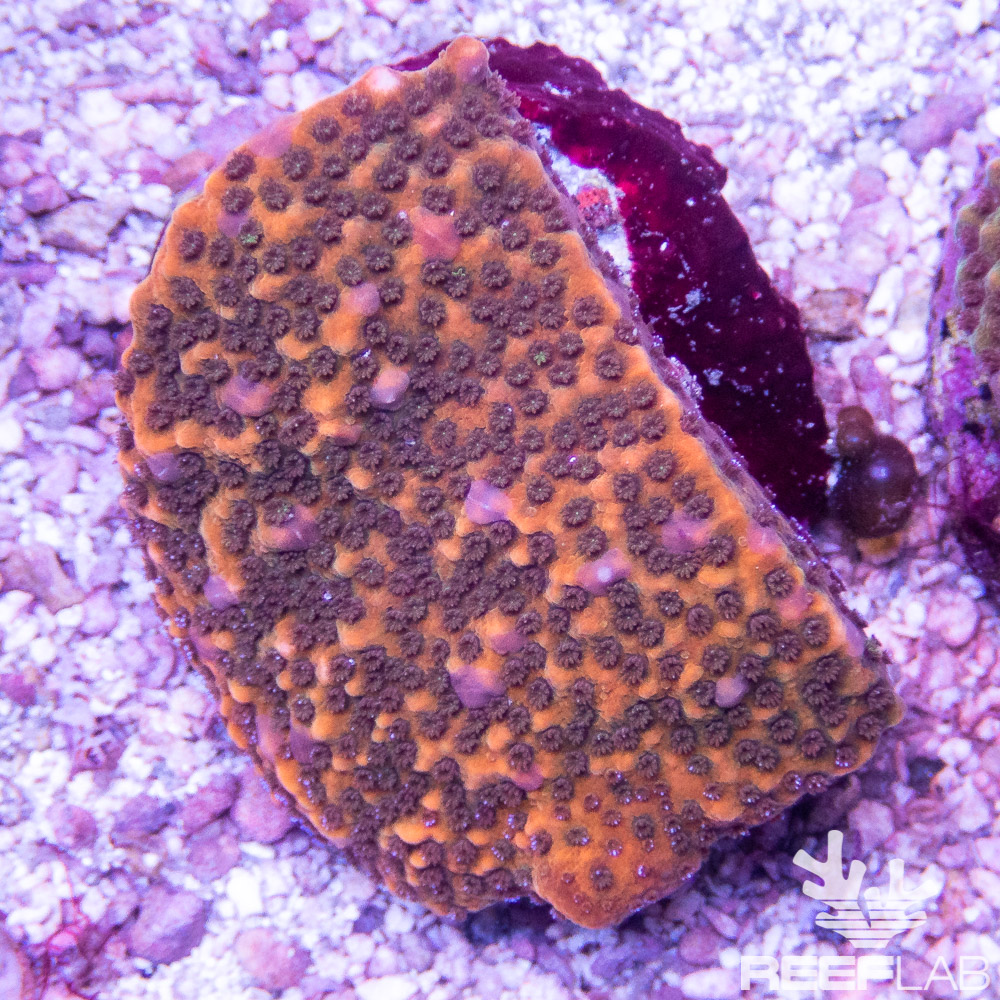 Montipora spp | ReefLab