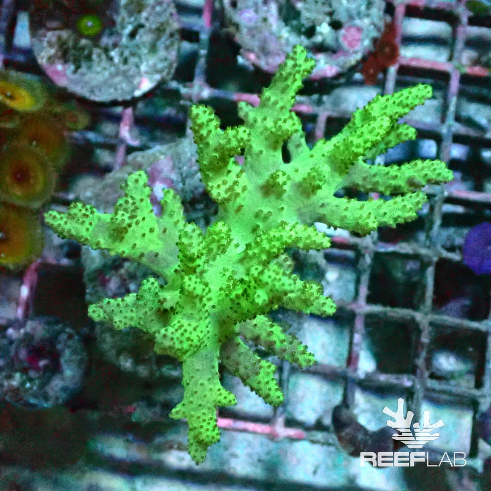 Sinularia spp | ReefLab