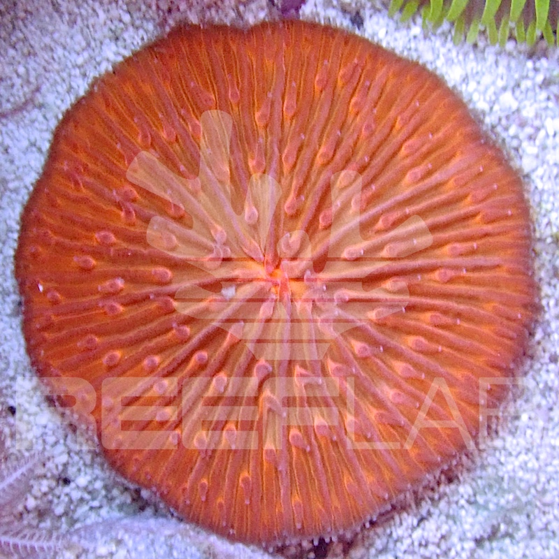 Fungia spp | ReefLab