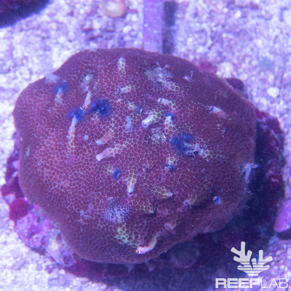 Porites spp | ReefLab
