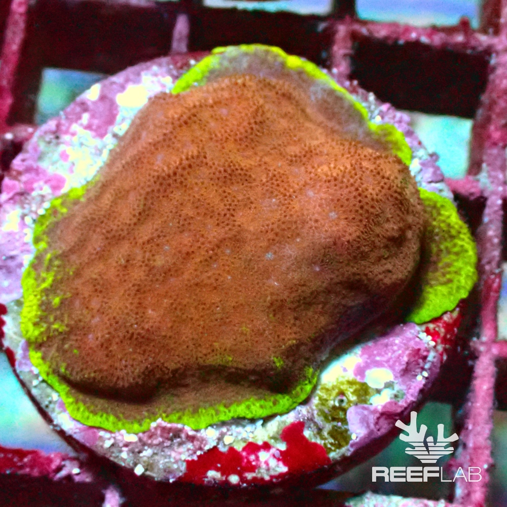 Leptastrea spp | ReefLab