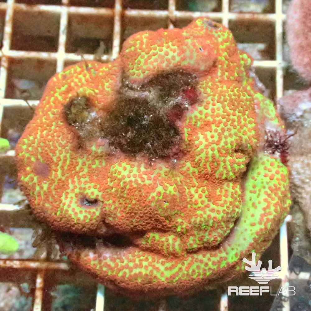 Montipora spp | ReefLab