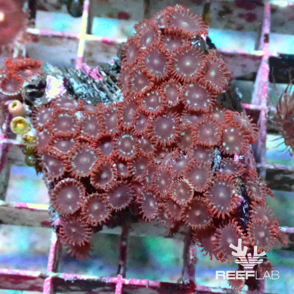Zoanthus spp | ReefLab