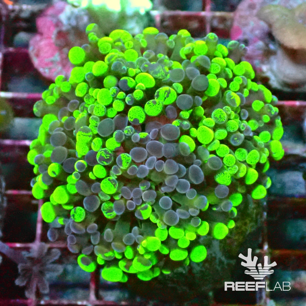 Euphyllia ancora | ReefLab