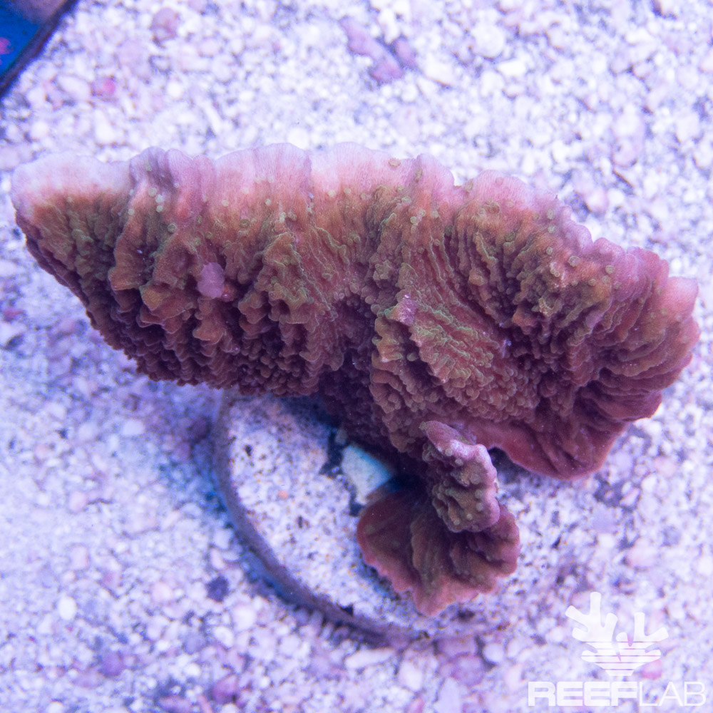 Montipora spp | ReefLab