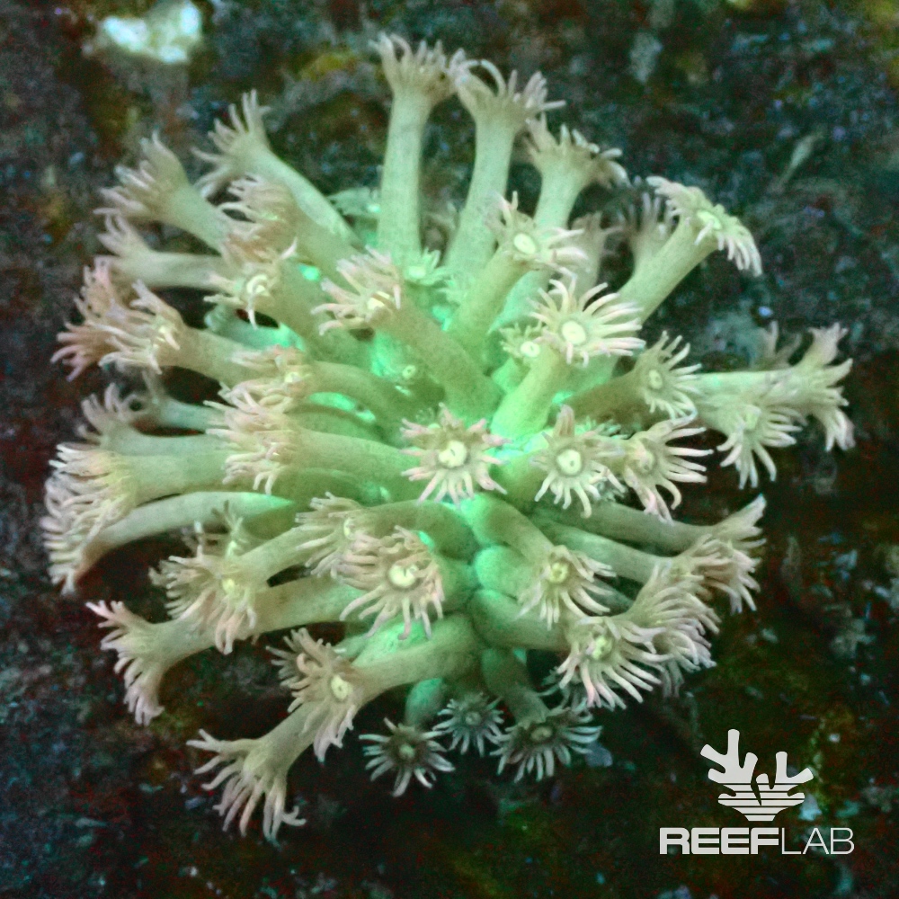 Goniopora spp | ReefLab