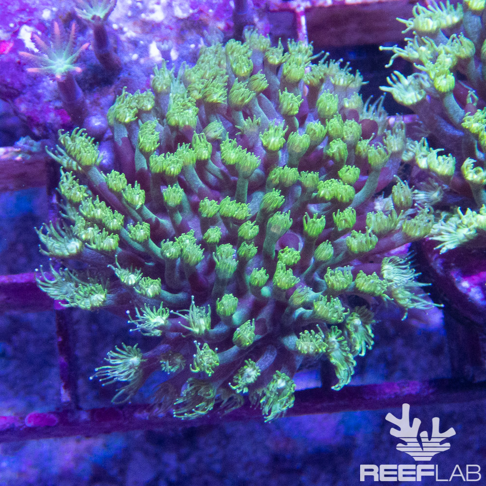 Goniopora spp | ReefLab