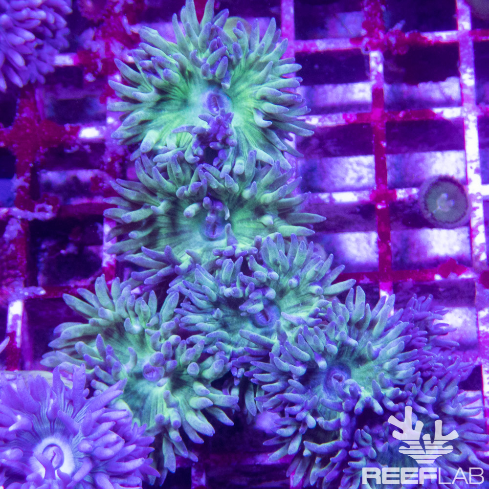 Duncanopsammia axifuga | ReefLab