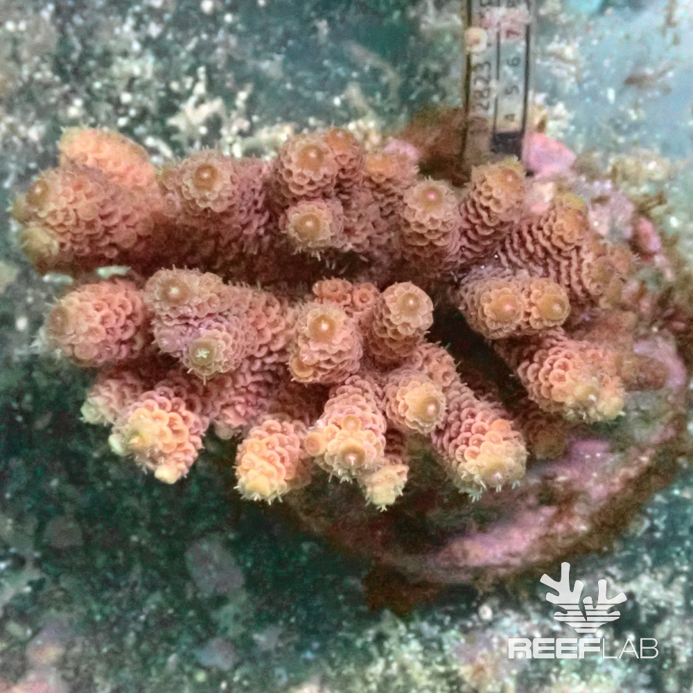 Acropora millepora | ReefLab
