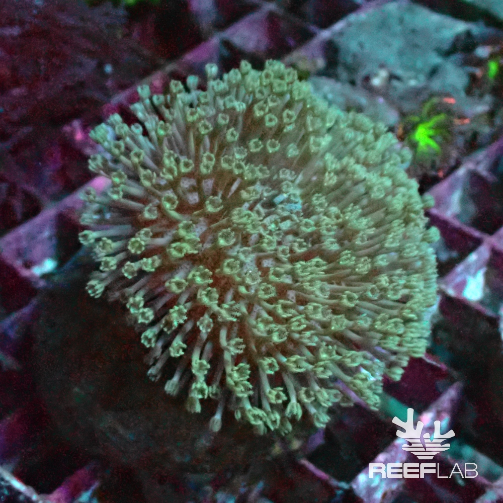 Sarcophyton spp | ReefLab