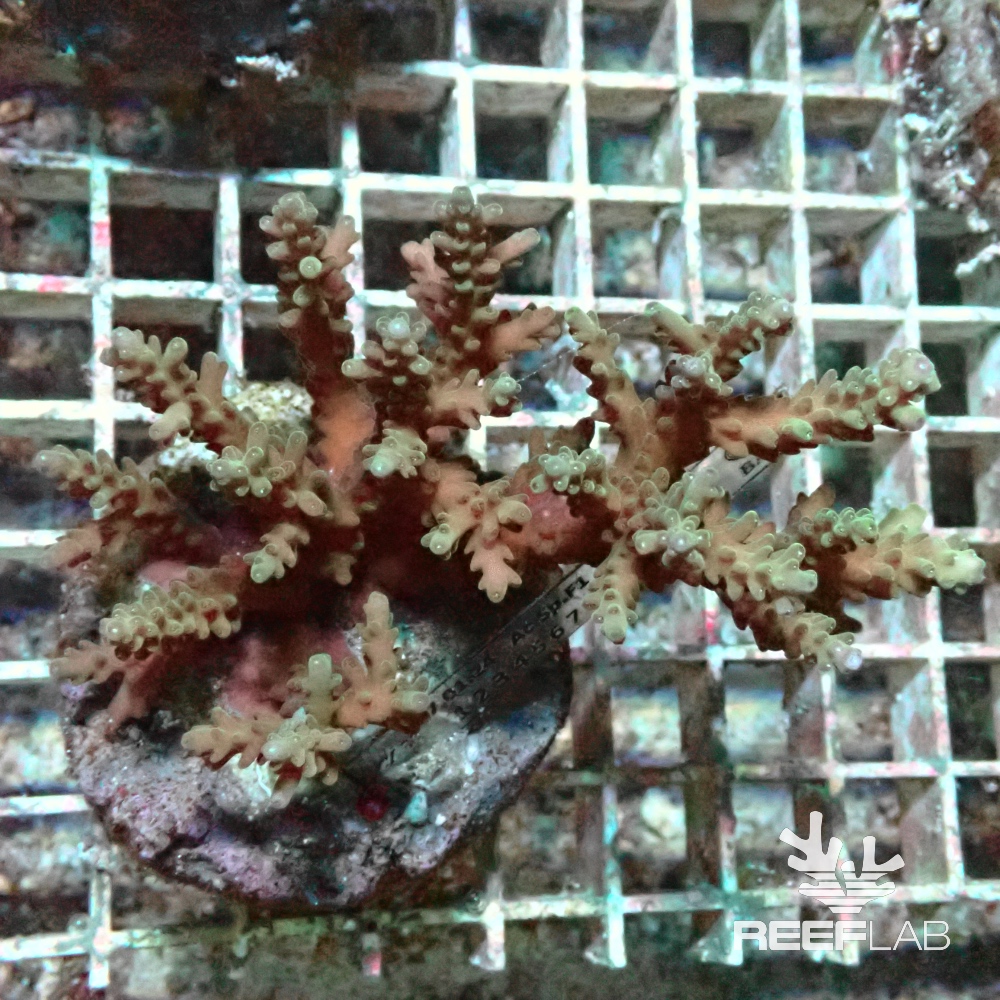 Acropora spp | ReefLab