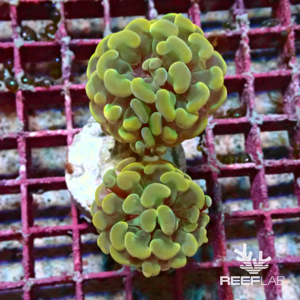 Euphyllia paraancora | ReefLab