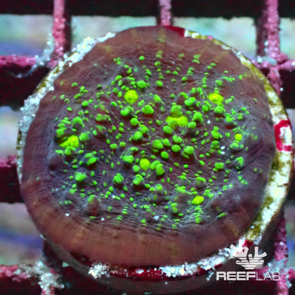 Echinophora spp | ReefLab