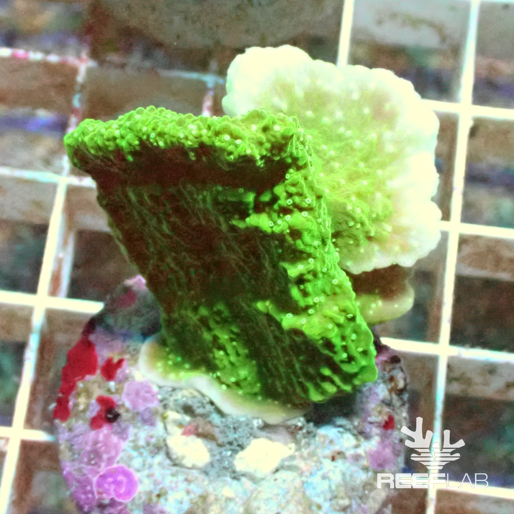 Montipora foliosa | ReefLab