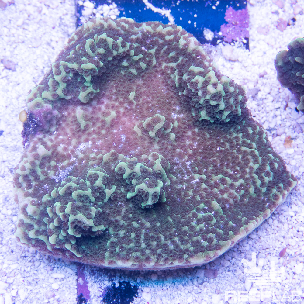 Montipora spp | ReefLab