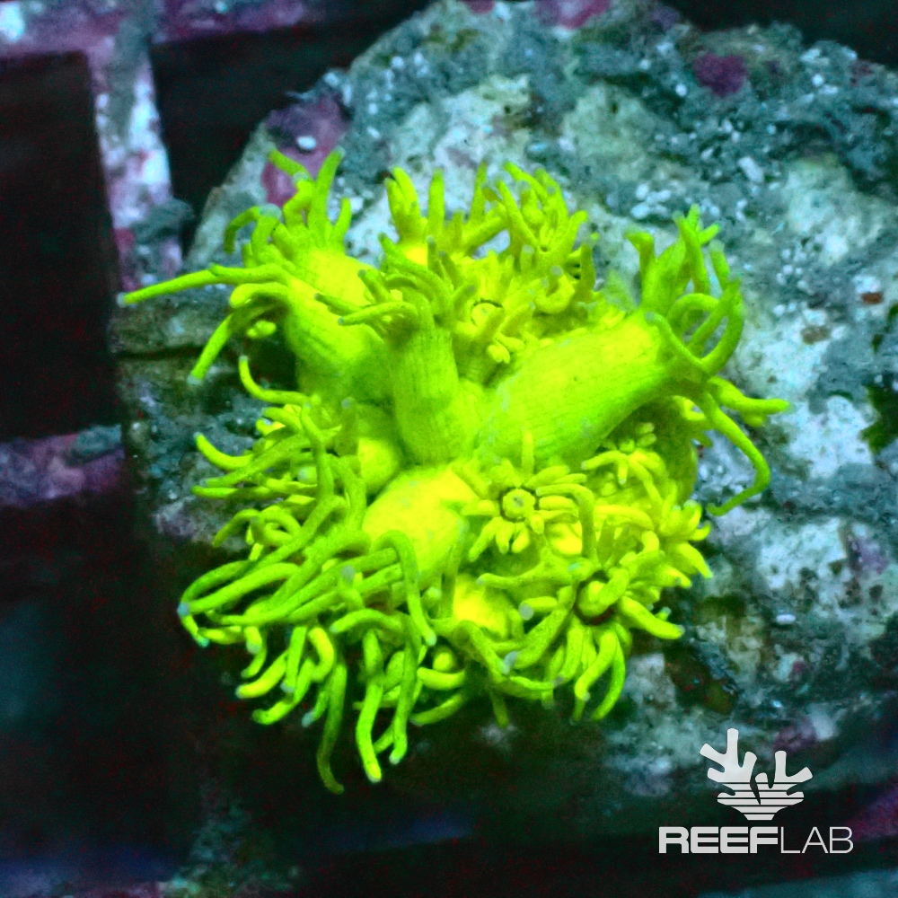 Goniopora spp | ReefLab