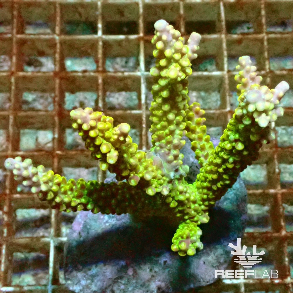 Acropora spp | ReefLab