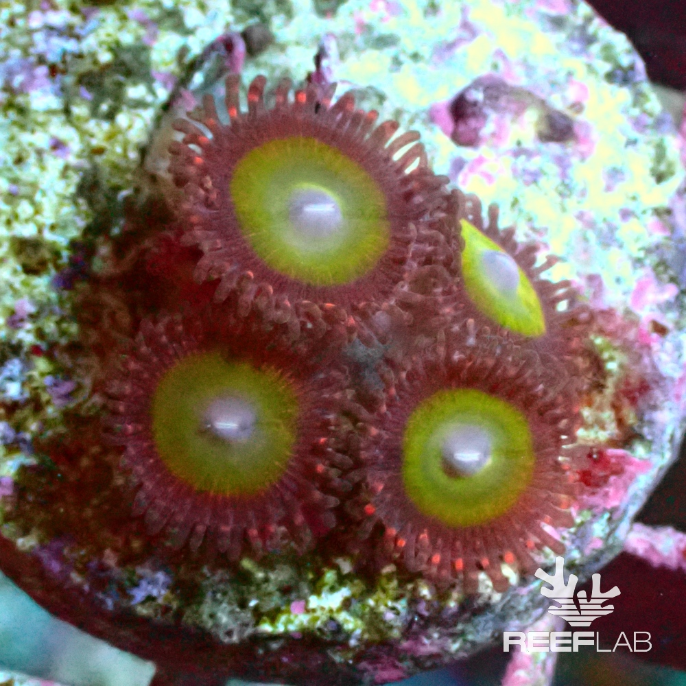 Zoanthus spp | ReefLab