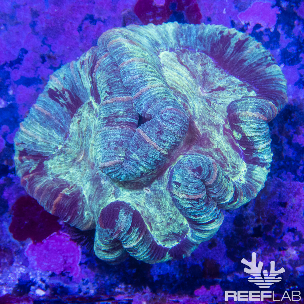 Trachyphyllia geoffroyi | ReefLab