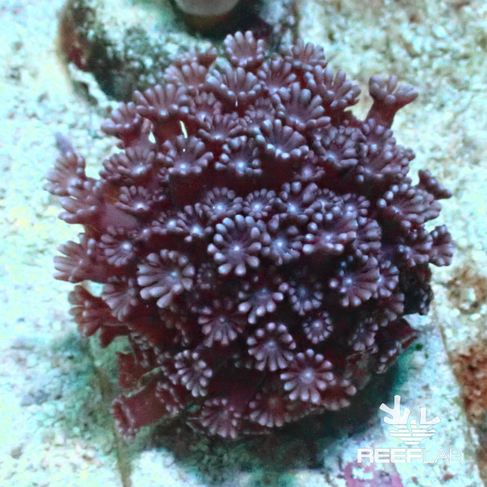 Alveopora spp | ReefLab